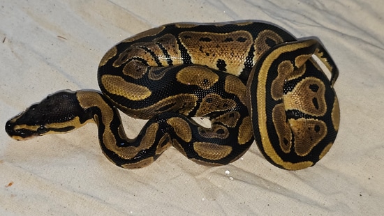 Het Lavender Albino Ball Python by Extraordinary Ectotherms