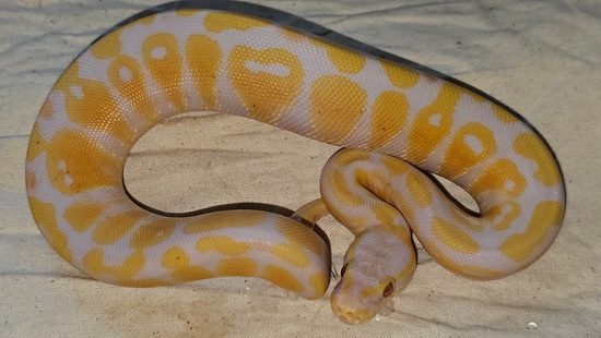 Pastel Lavender Albino Ball Python by Extraordinary Ectotherms