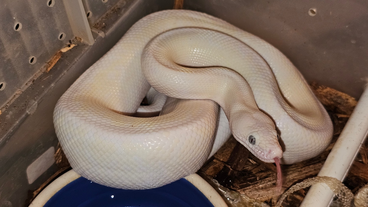 Blue Eye Lucy Colombian Rainbow Boa by Extraordinary Ectotherms ...