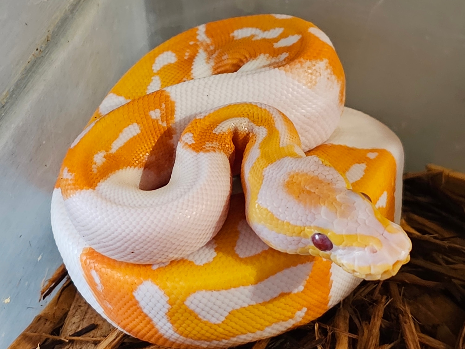 Lavender Albino Pied Ball Python by Extraordinary Ectotherms - MorphMarket