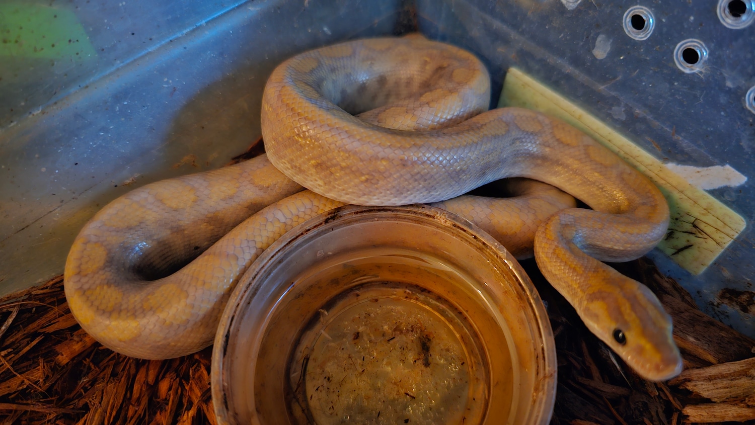 Het Albino Colombian Rainbow Boa by Extraordinary Ectotherms - MorphMarket