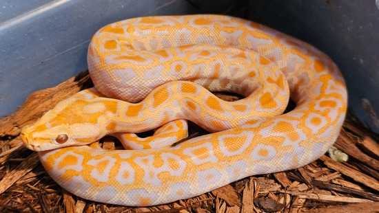 Albino Het Granite Burmese Python by Extraordinary Ectotherms