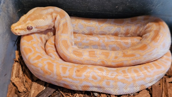 Albino Het Granite Burmese Python by Extraordinary Ectotherms