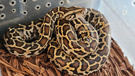 Het Albino Het Granite Burmese Python by Extraordinary Ectotherms