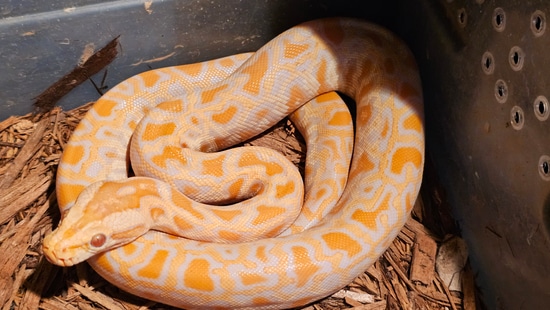 Albino Het Granite Burmese Python by Extraordinary Ectotherms