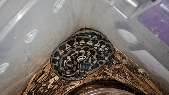 Striped Tiger Carpet Coastal Carpet Python by Extraordinary Ectotherms