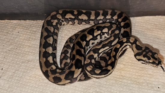 Striped Tiger Carpet Coastal Carpet Python by Extraordinary Ectotherms