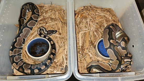 Sexed Pair Tiger 100% Double Het Albino And Jolliff Axanthic Ball ...