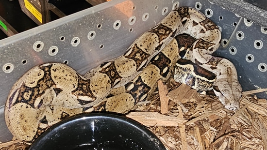 Female BCI Is Tame! Video Proof! Boa Constrictor by Extraordinary ...