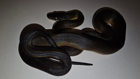 Brown Water Python Male #24bwp01 More Python by Extraordinary Ectotherms