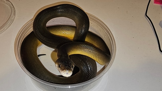 Brown Water Python More Python by Extraordinary Ectotherms