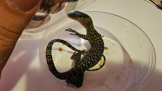 Import Captive Hatch Panacur Treated Mangrove Monitor by Extraordinary ...