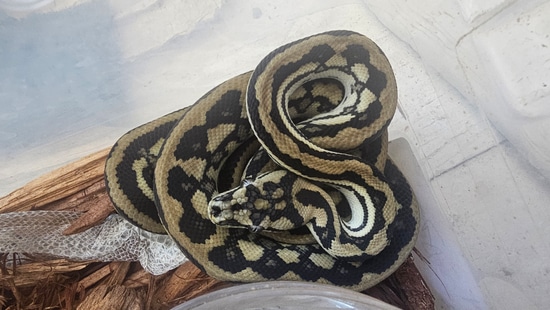 Striped Tiger Carpet Video Update! Coastal Carpet Python by ...