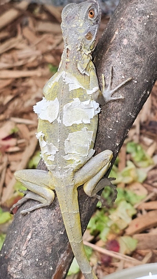 Translucent Purple Zombie Iguana. FEEDING Video! Green Iguana by ...