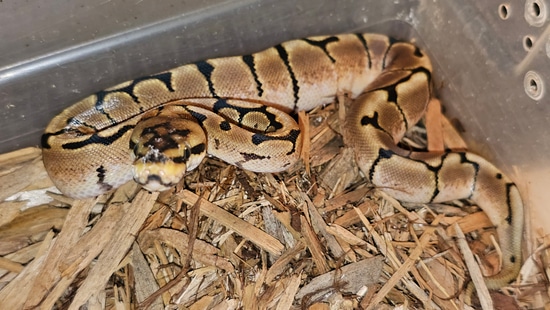 Spider Ball Python by Extraordinary Ectotherms