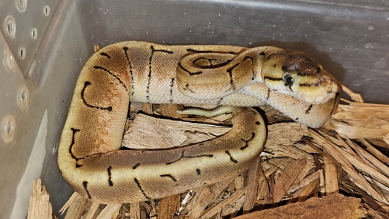 Pastel Spider Pinstripe Ball Python by Extraordinary Ectotherms