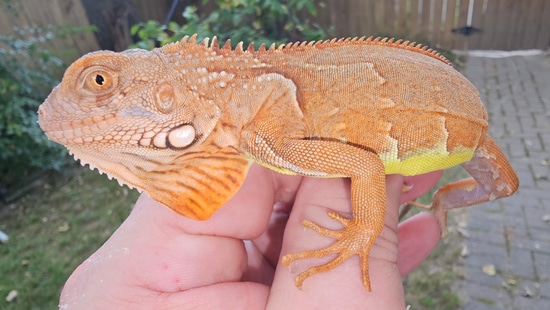 Orange Sunburst Zero Green Iguana by Extraordinary Ectotherms