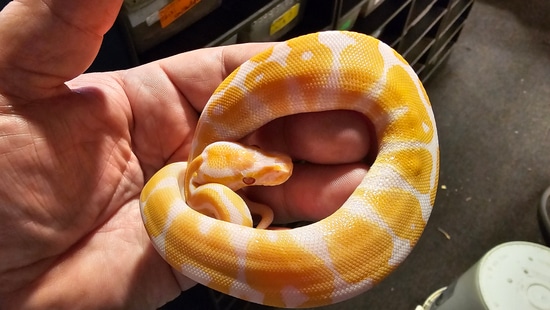 Albino Tiger Ball Python by Extraordinary Ectotherms