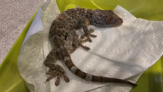 Import Captive Bred Female Tokay Gecko by Extraordinary Ectotherms