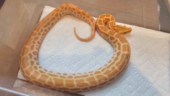 Pearl Burmese Python by Extraordinary Ectotherms