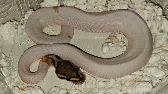 Pied Pinstripe Yellowbelly. Tame! VIDEO PROOF!! Ball Python by Extraordinary Ectotherms