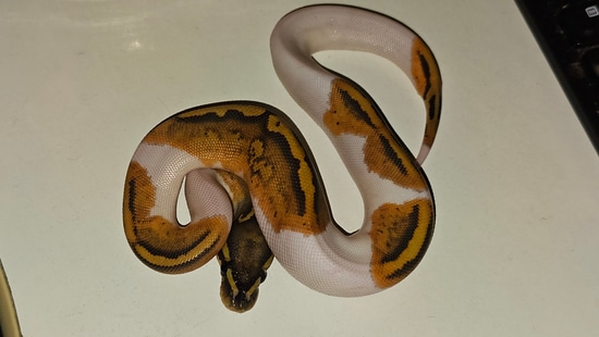 Pied Yellowbelly. Tame! Video Proof! Ball Python by Extraordinary ...