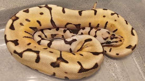 Pastel Spider Enchi 66% Het Clown Ball Python by Extraordinary Ectotherms