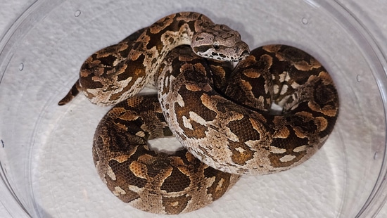 MALE Juvenile Dumeril's Dumeril's Boa by Extraordinary Ectotherms