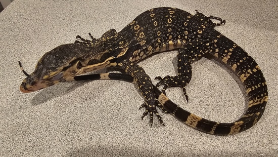 Sumatran Water Monitor by Extraordinary Ectotherms