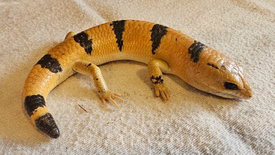 2 Peter's Banded Skinks More Skink by Extraordinary Ectotherms