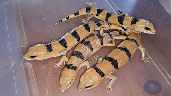 4 Peter's Banded Skinks More Skink by Extraordinary Ectotherms