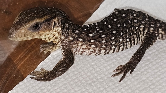 Captive Hatch Savannah Monitor by Extraordinary Ectotherms