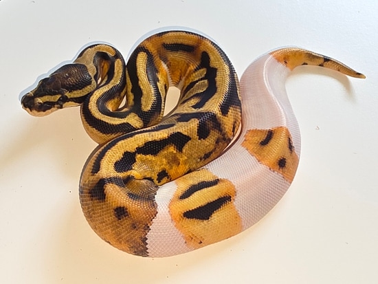 Paradox Pastel Pied Female Ball Python by Extraordinary Ectotherms