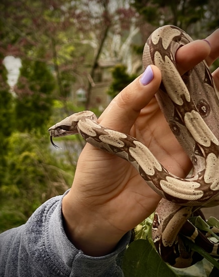 2023 Suriname Male (Poki X Bellknap/flrt) True Red-Tailed Boa ...