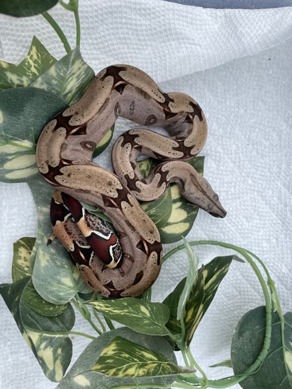 2023 Suriname Male (Poki X Bellknap/flrt) True Red-Tailed Boa ...
