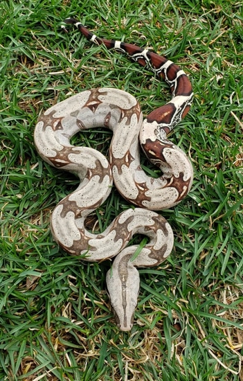 2022 Surinam Boa Pokigron/FLRT True Red-Tailed Boa Constrictor by ...