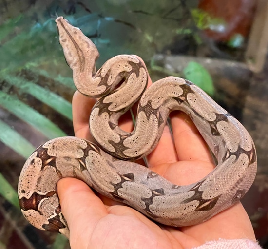 2024 Male Surinam Boa (Pokigron/FLRT) True Red-Tailed Boa Constrictor ...