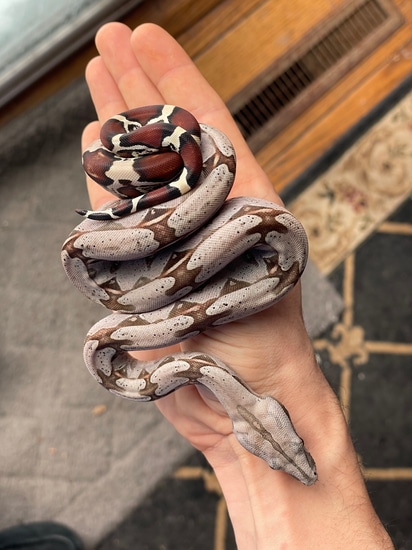 Surinam Red Tail Boa (Pokigron/FLRT) True Red-Tailed Boa Constrictor by ...
