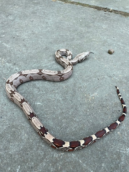 Surinam Red Tail Boa (Pokigron / FLRT) True Red-Tailed Boa Constrictor ...