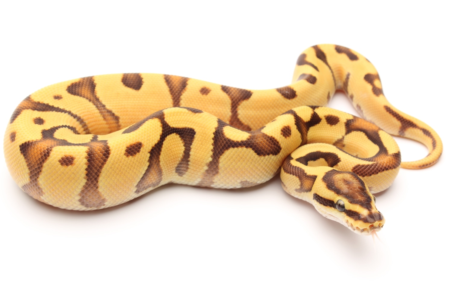 Enchi Orange Dream Fire Het Puzzle Pos Het Cryptic Ball Python by ...