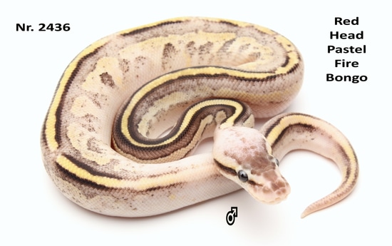 Pastel Fire Bongo Red Head Ball Python by Austrian Reptiles
