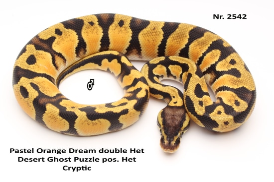 Pastel Orange Dream Double Het Desert Ghost Puzzle Possible Het Cryptic ...