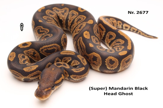 (Pos. Super Nr Mandarin) Black Head Ghost Ball Python by Austrian Reptiles