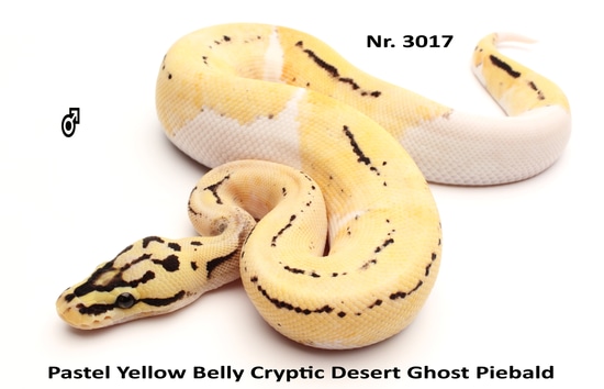 Pastel Yellow Belly Cryptic Desert Ghost Piebald Ball Python by ...