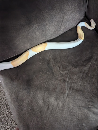 Albino Pied Ball Python by Princess Pythons
