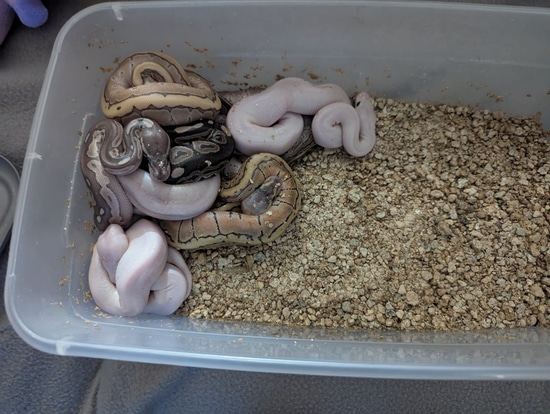 Our First Hatchlings Of The Year!!! Ball Python by Princess Pythons