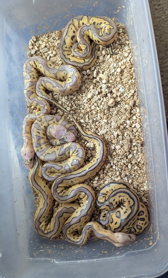 Pastel Red Stripe Leopard Clown Ball Python by Princess Pythons