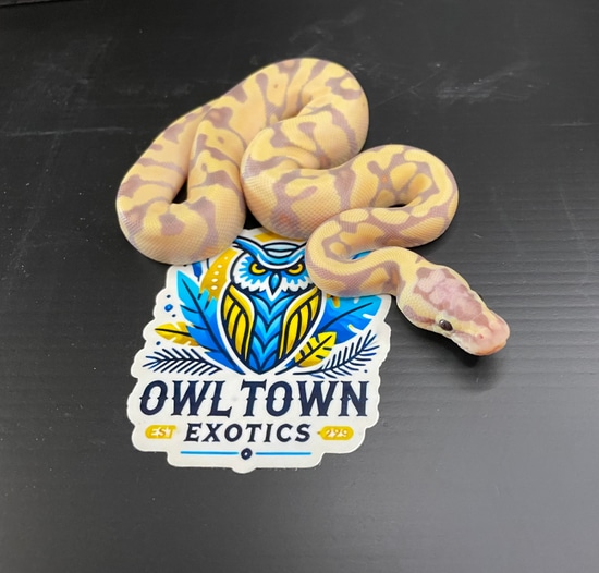 Pastel Banana Enchi Het Clown Ball Python by Owl Town Exotics