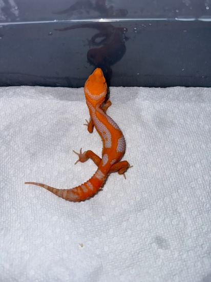 Red Diamond Leopard Gecko by Will.iam Exotics
