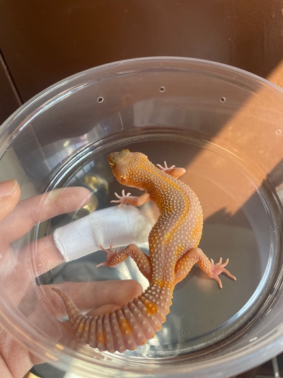 Lava Female Leopard Gecko by Will.iam Exotics